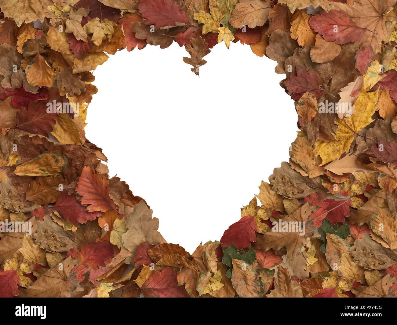 Autumn leaves frame heart shape isolated on white background Stock ...