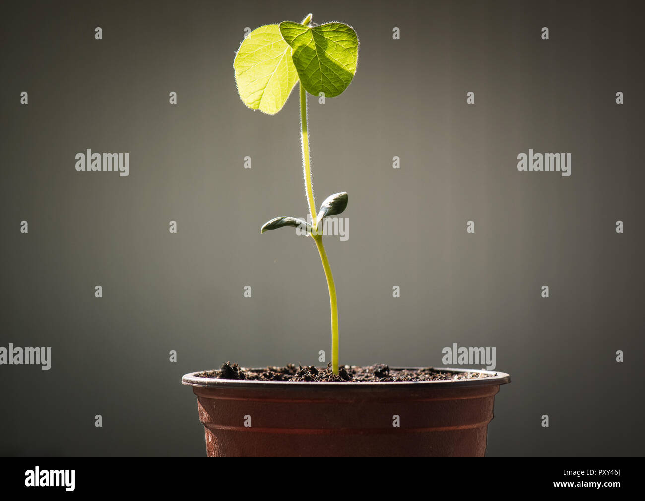 Soybean seedling on a pot Stock Photo - Alamy