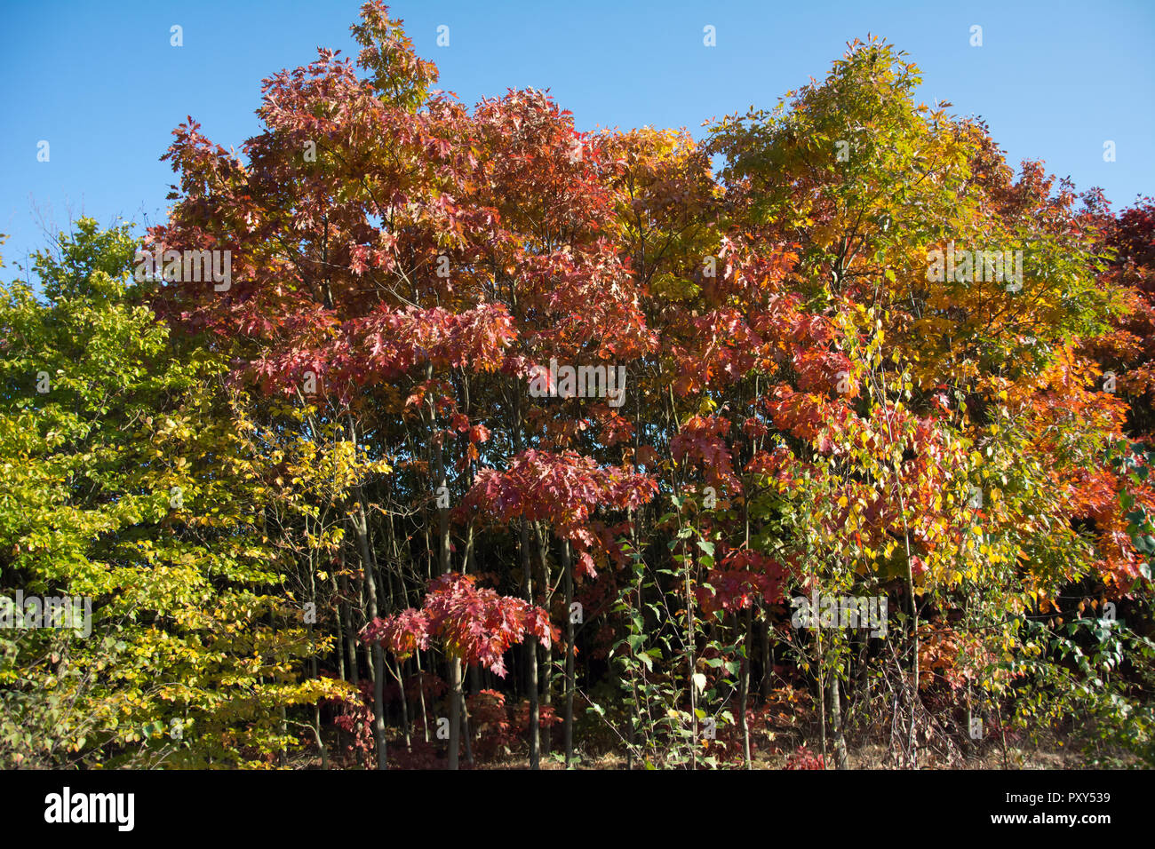 Colorful leaves oak trees hi-res stock photography and images - Alamy