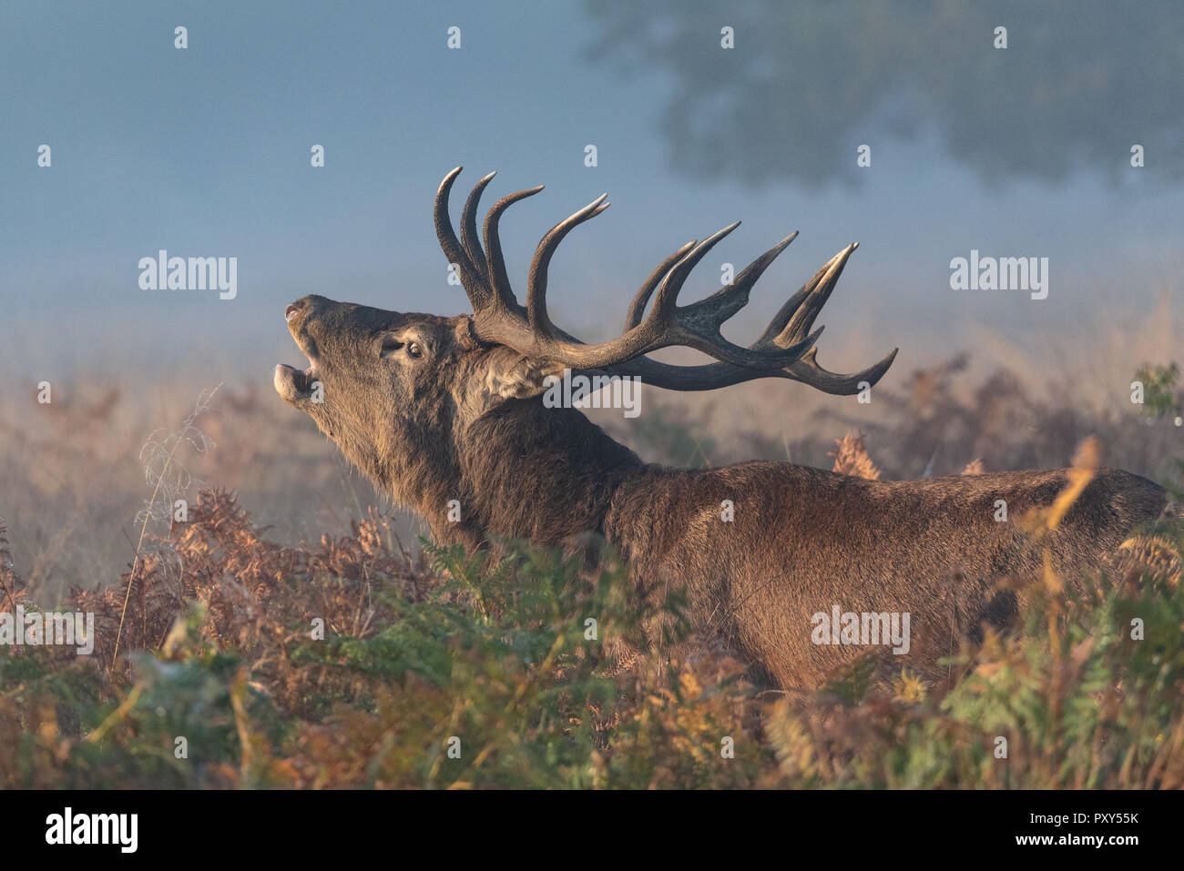 Bellowing royal stag during rutting season Stock Photo - Alamy
