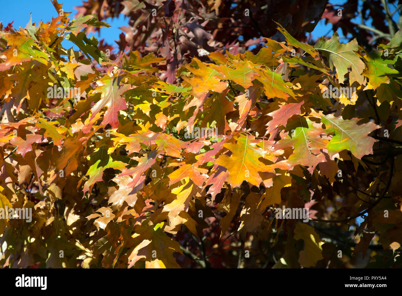 Orange leaves oak hi-res stock photography and images - Alamy