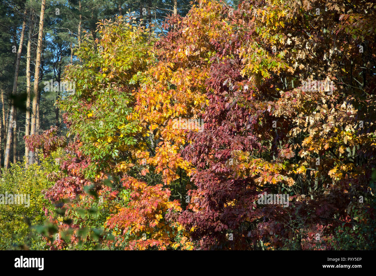Colorful red oak trees in an autumn forest Stock Photo - Alamy