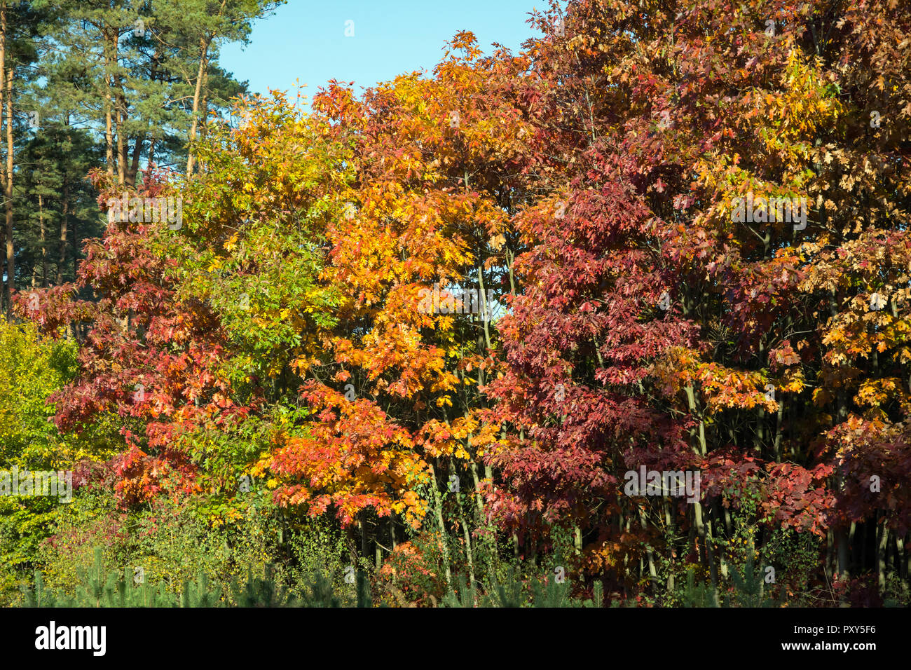 Colorful red oak trees in an autumn forest Stock Photo - Alamy