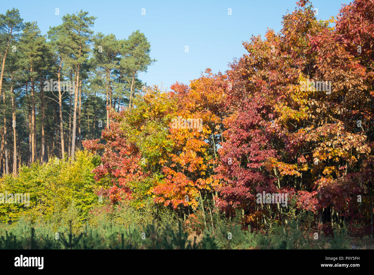 Colorful red oak trees in an autumn forest - tall pine trees in the ...