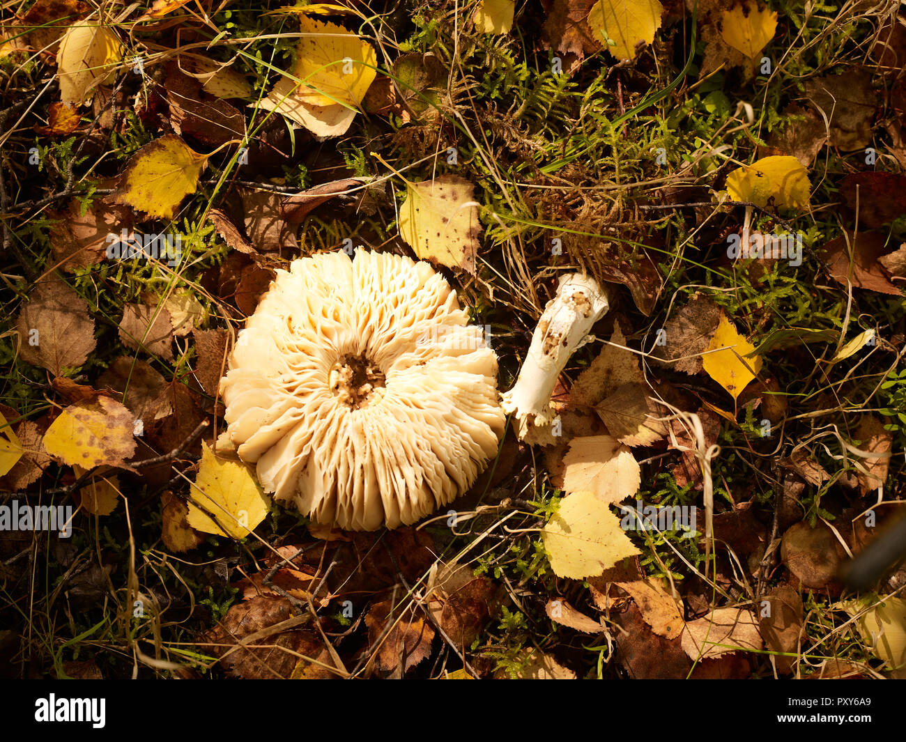 Autumn woodland floor with fungi, Bean Country park, Kent, England ...