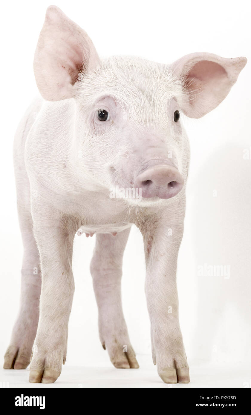 Von vorne hi-res stock photography and images - Alamy