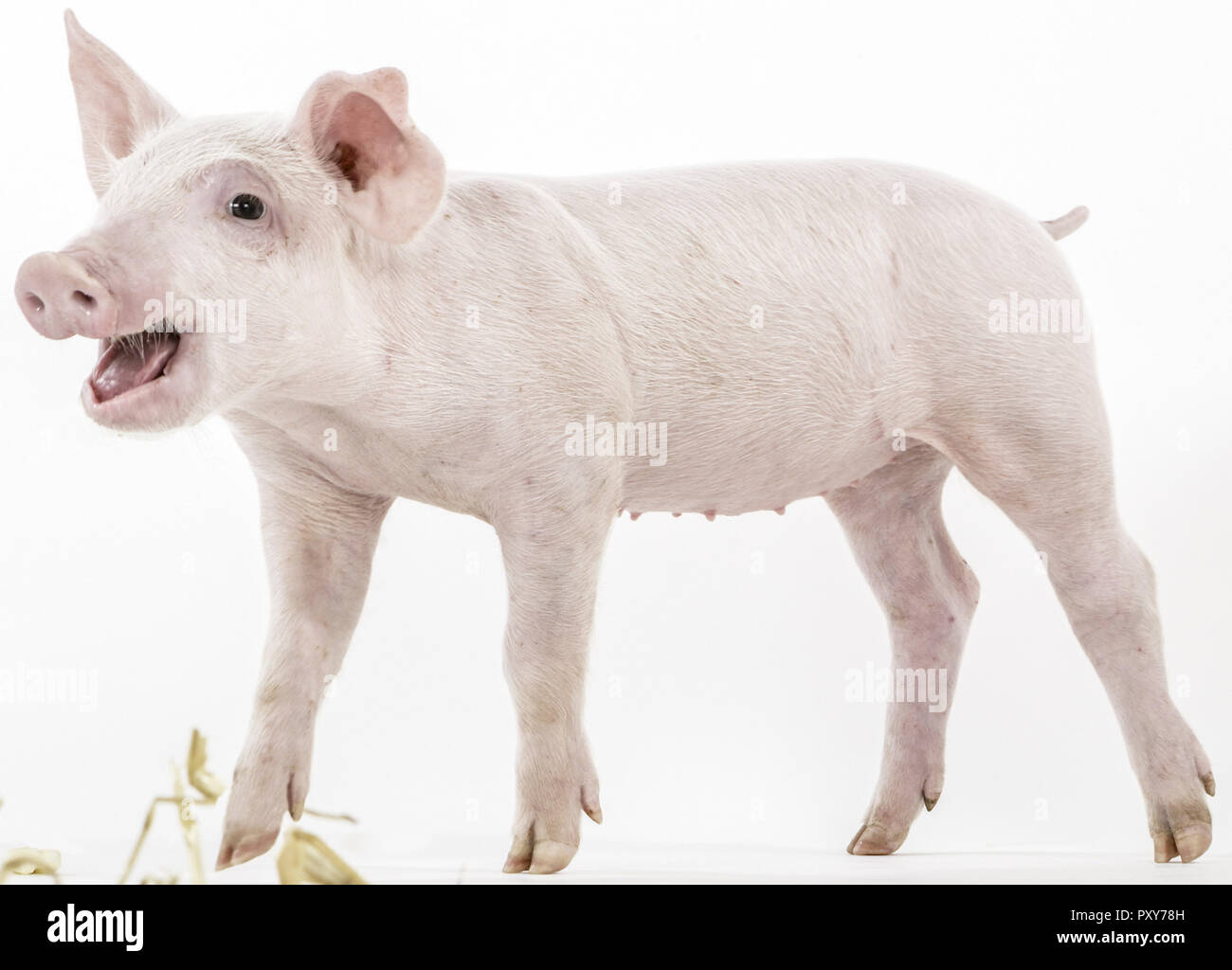 Pig live cut out hi-res stock photography and images - Alamy