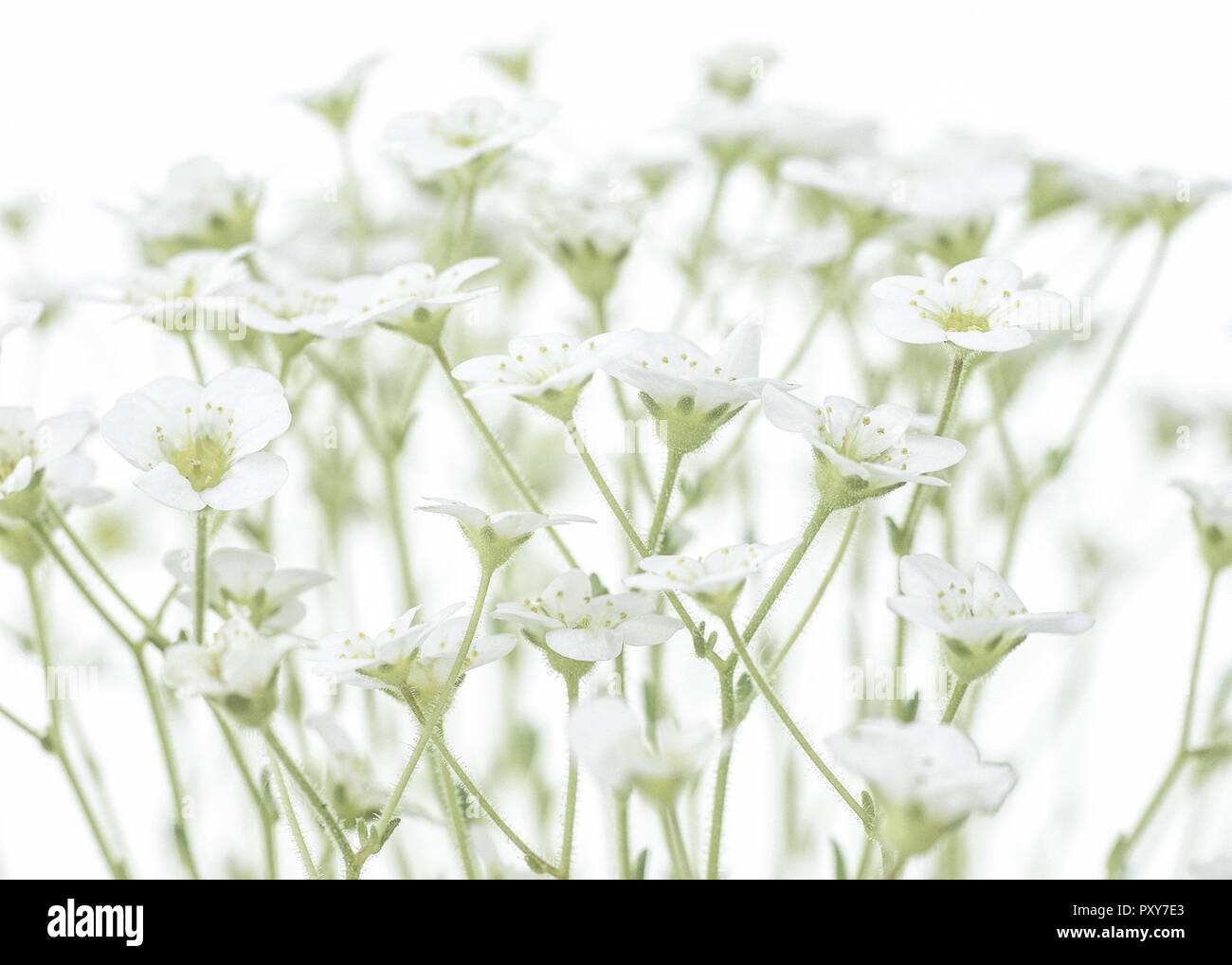 Weiße blumen hi-res stock photography and images - Alamy