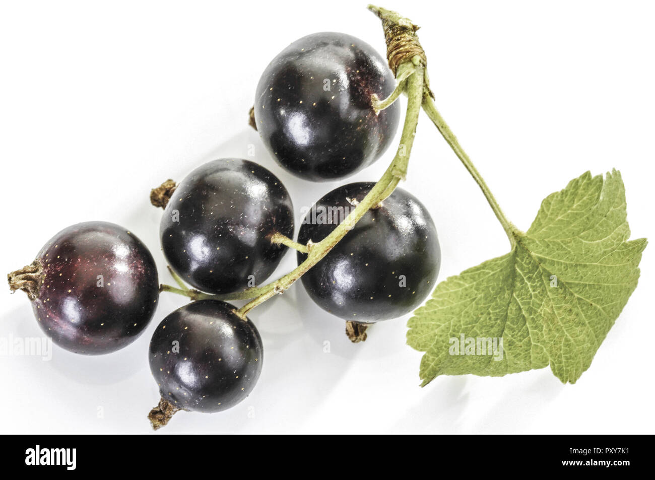 Schwarze johannisbeeren hi-res stock photography and images - Alamy