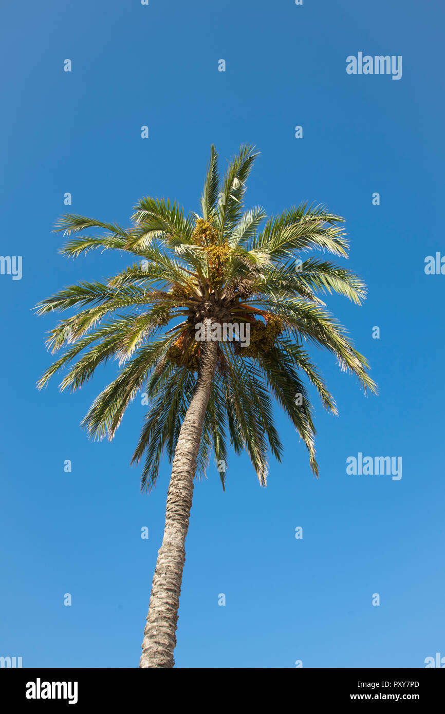 palm tree, seen from below Stock Photo - Alamy