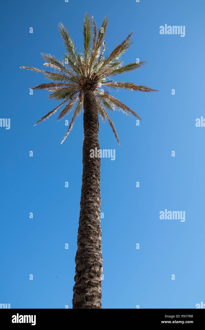palm tree, seen from below Stock Photo - Alamy