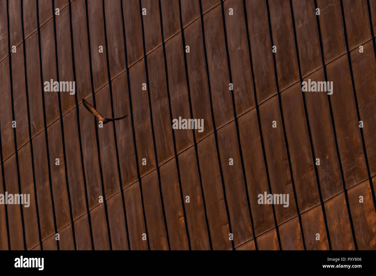 Details of rusty steel structural sheets, used for external roofing ...