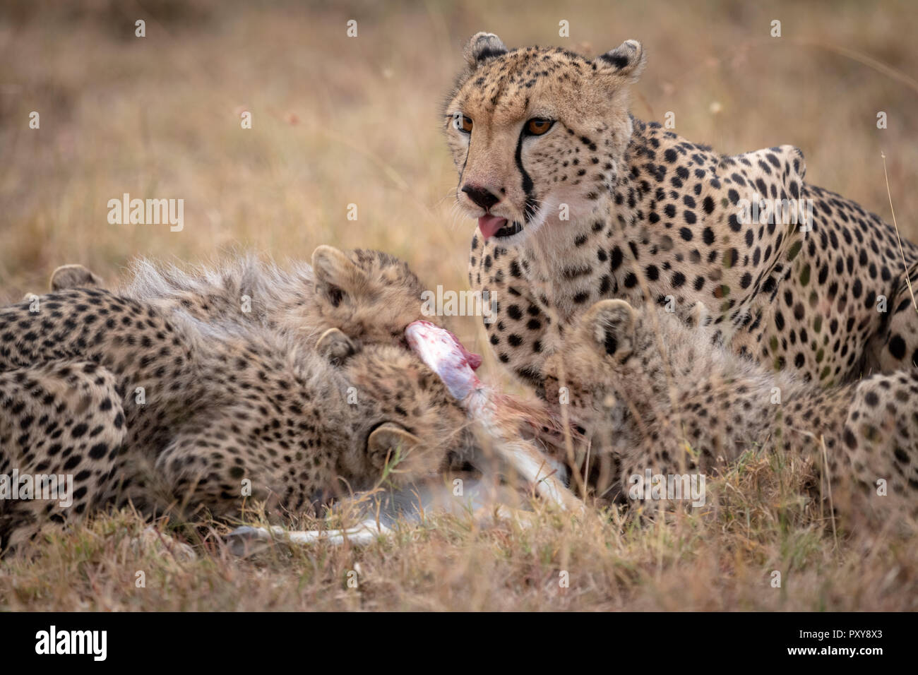 Cheetah lies with cubs eating Thomson gazelle Stock Photo - Alamy