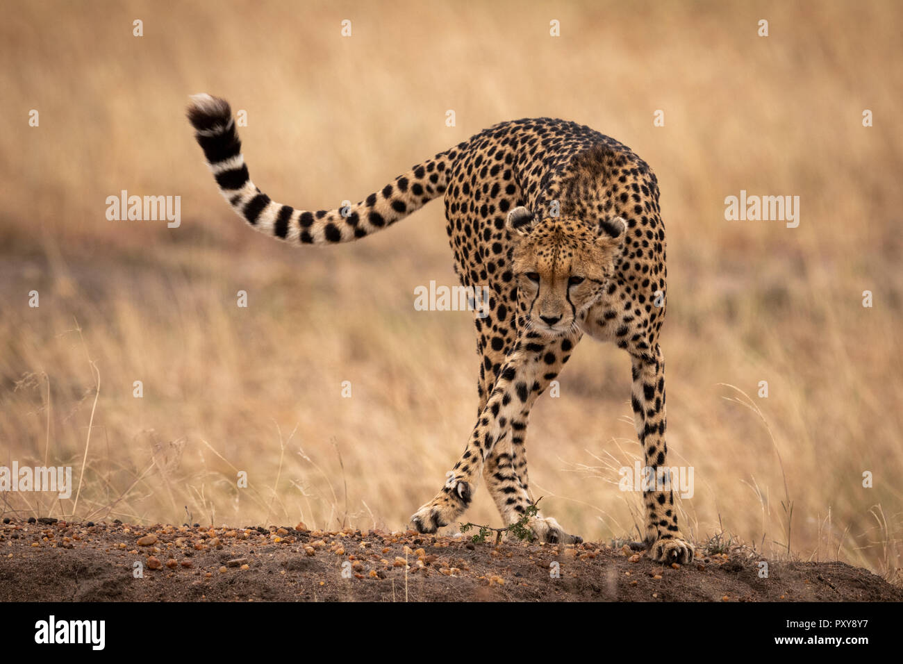 Cheetah foot hi-res stock photography and images - Alamy