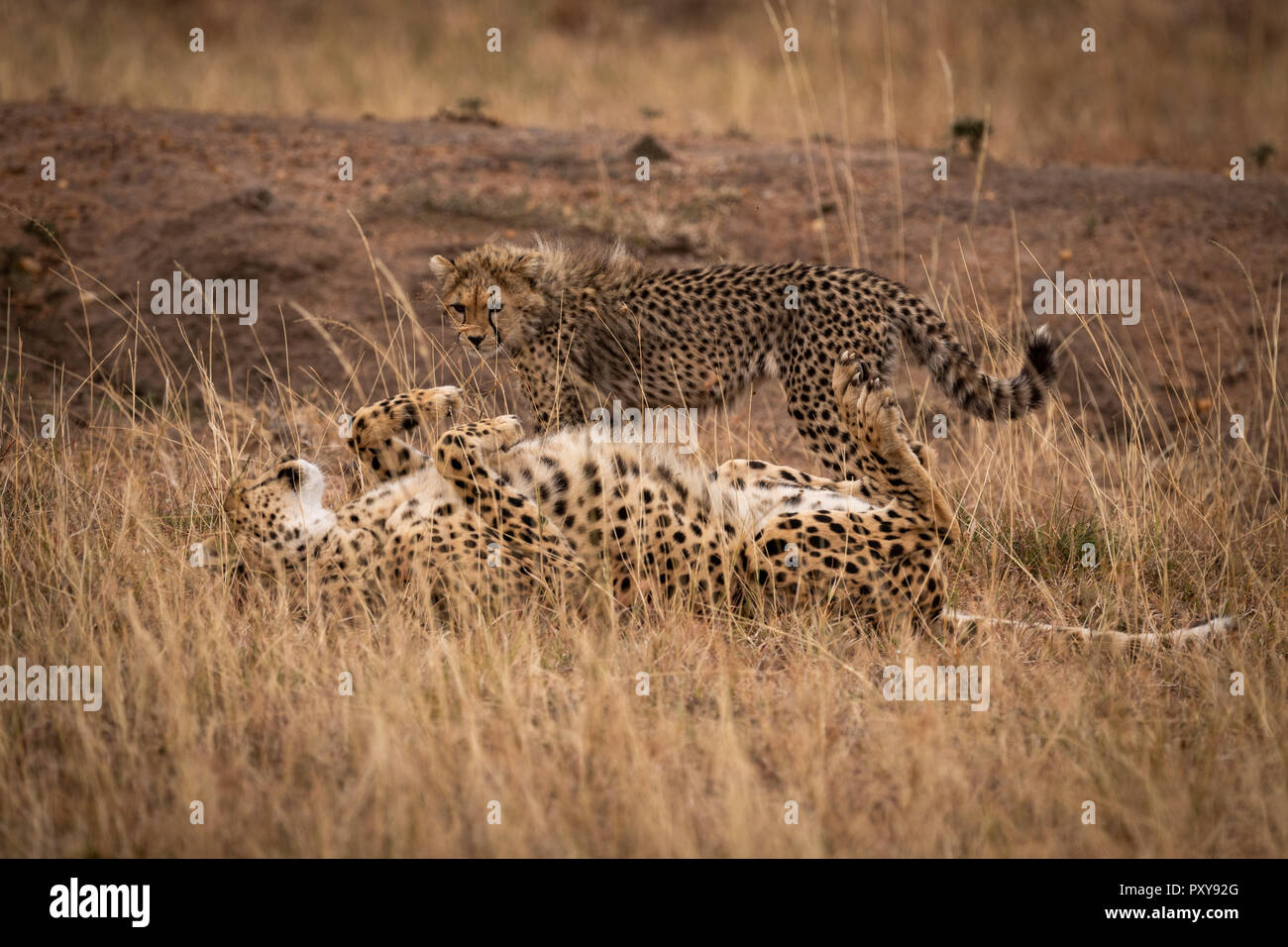 Cheetah lying on back beside standing cub Stock Photo - Alamy