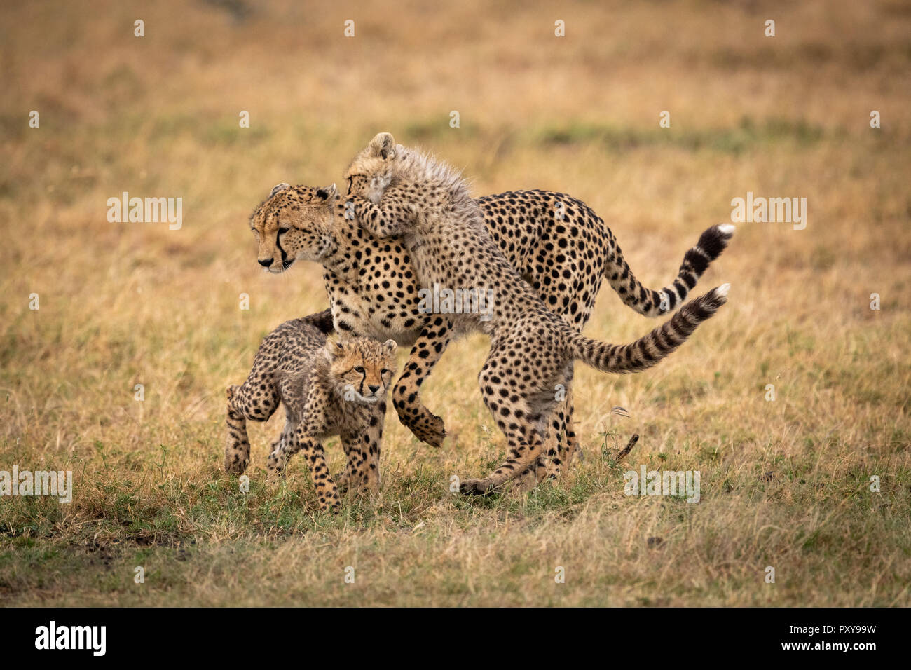 Cheetah fighting hi-res stock photography and images - Alamy