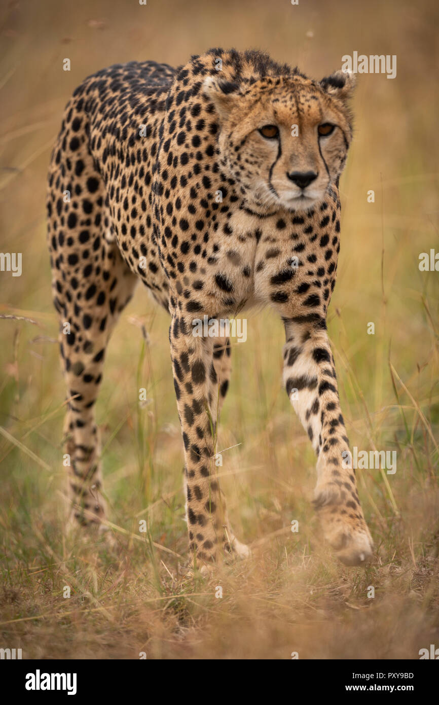 Prowling on grassland hi-res stock photography and images - Alamy