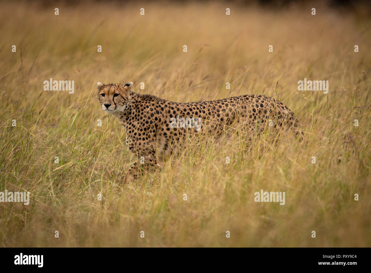 Cheetah prowling through long grass looking left Stock Photo - Alamy