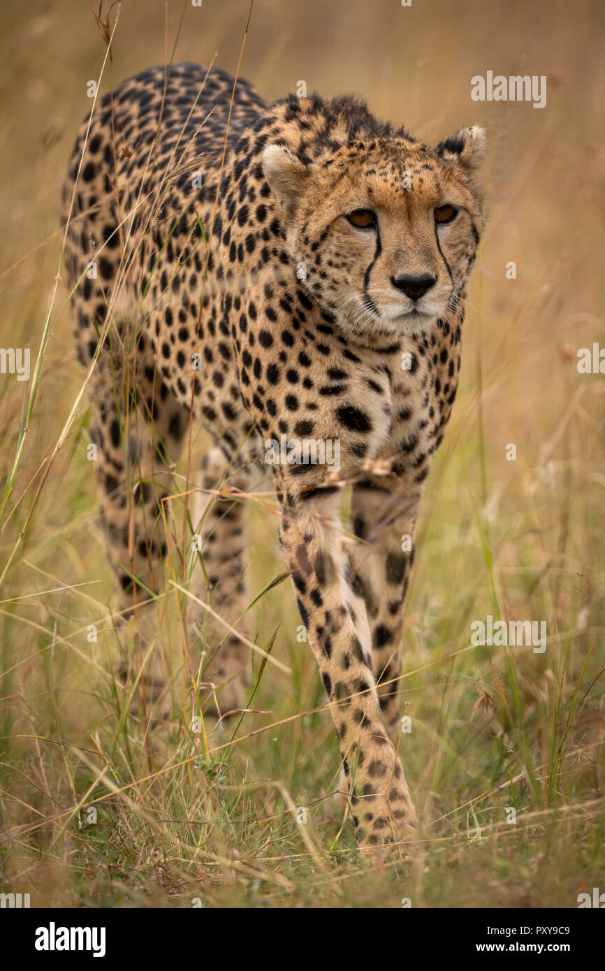 Prowling on grassland hi-res stock photography and images - Alamy