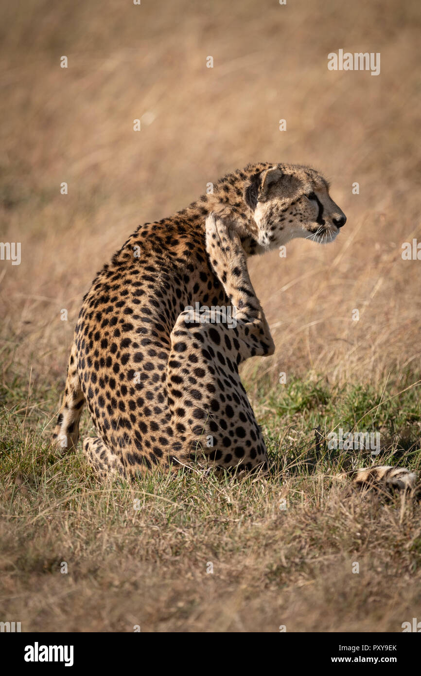 Scratches neck hi-res stock photography and images - Alamy