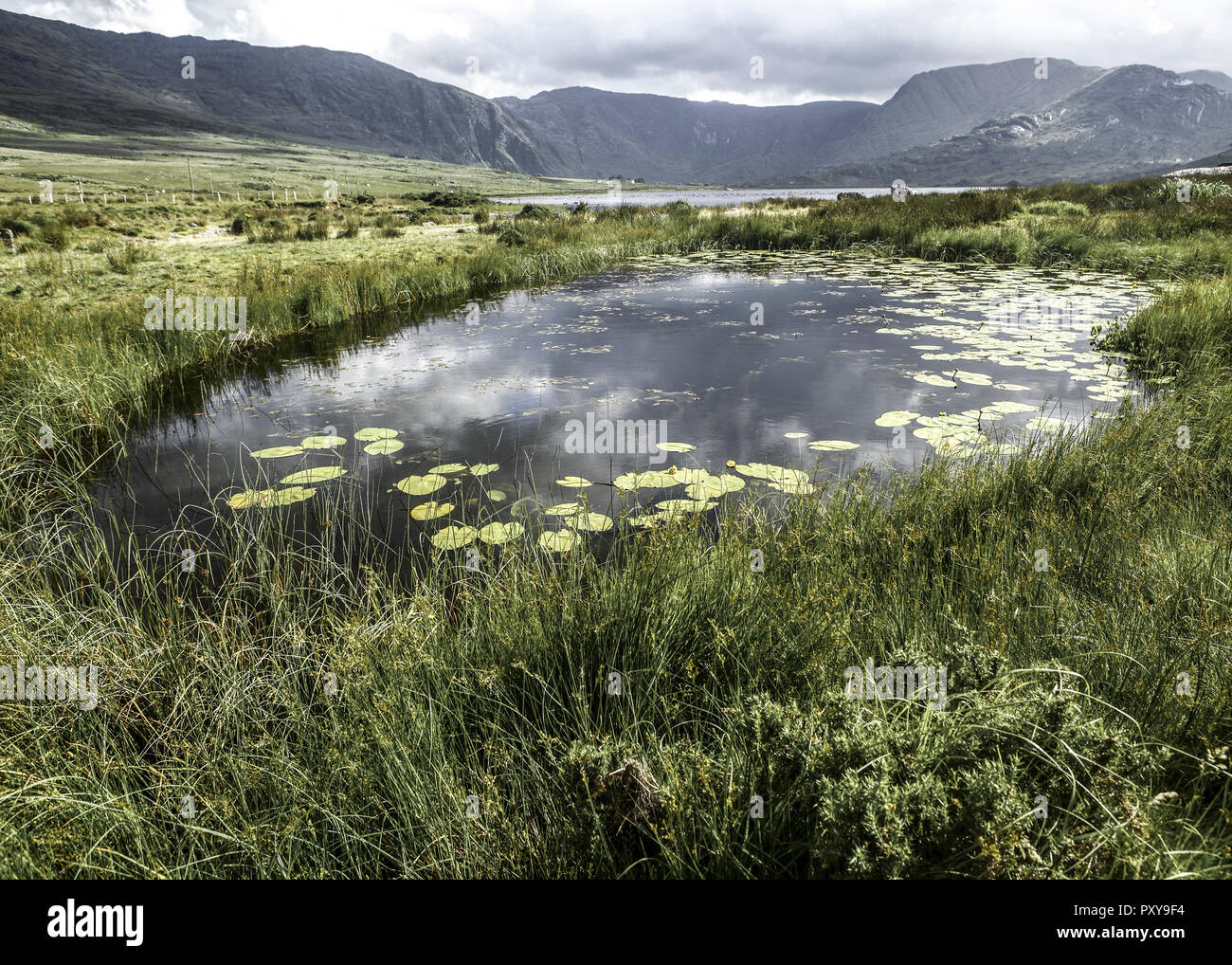 Teich strand hi-res stock photography and images - Alamy