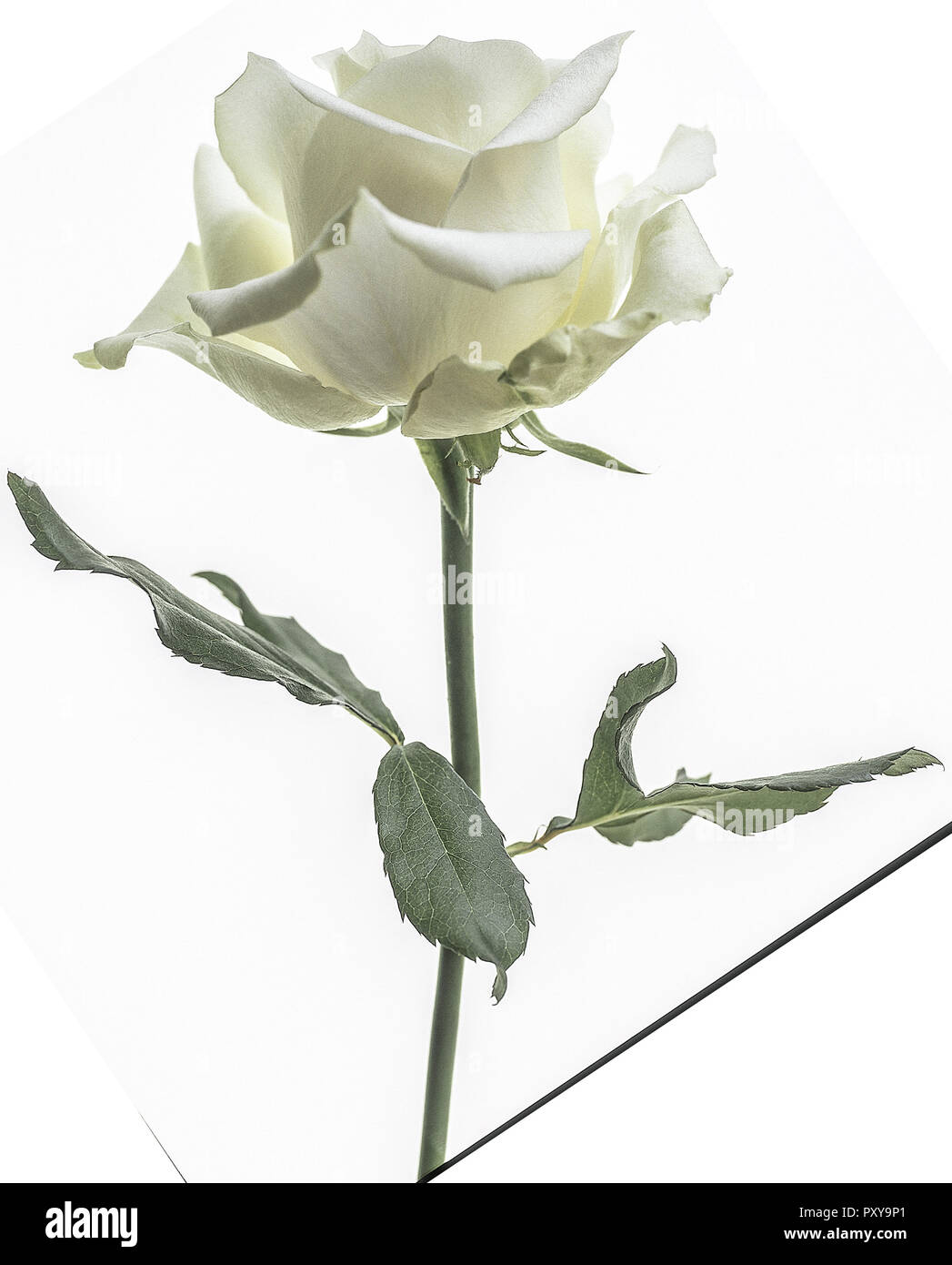 Weisse rose hi-res stock photography and images - Alamy