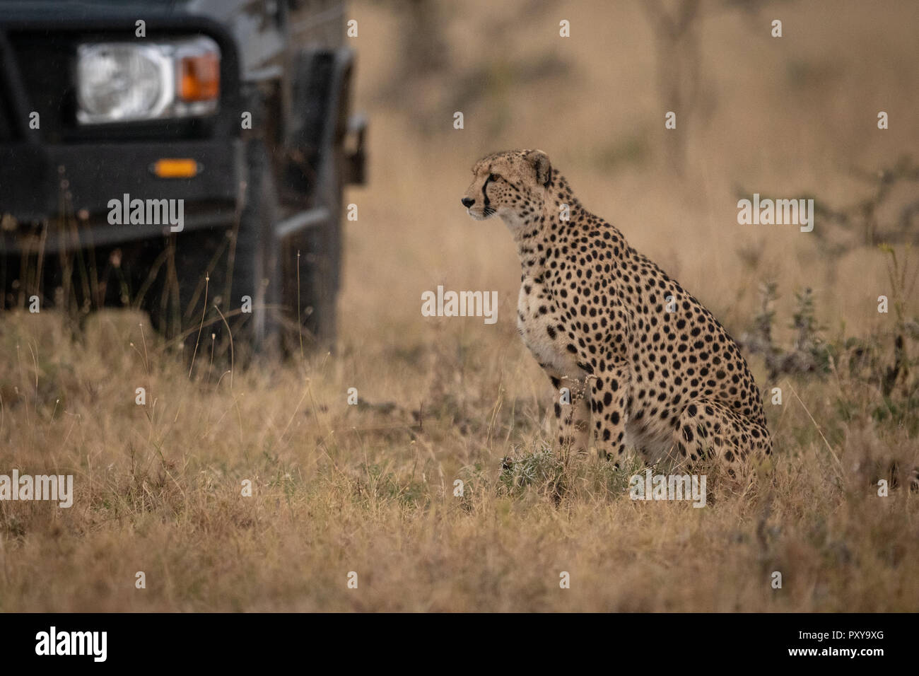 Cheetah sitting safari vehicle hi-res stock photography and images - Alamy