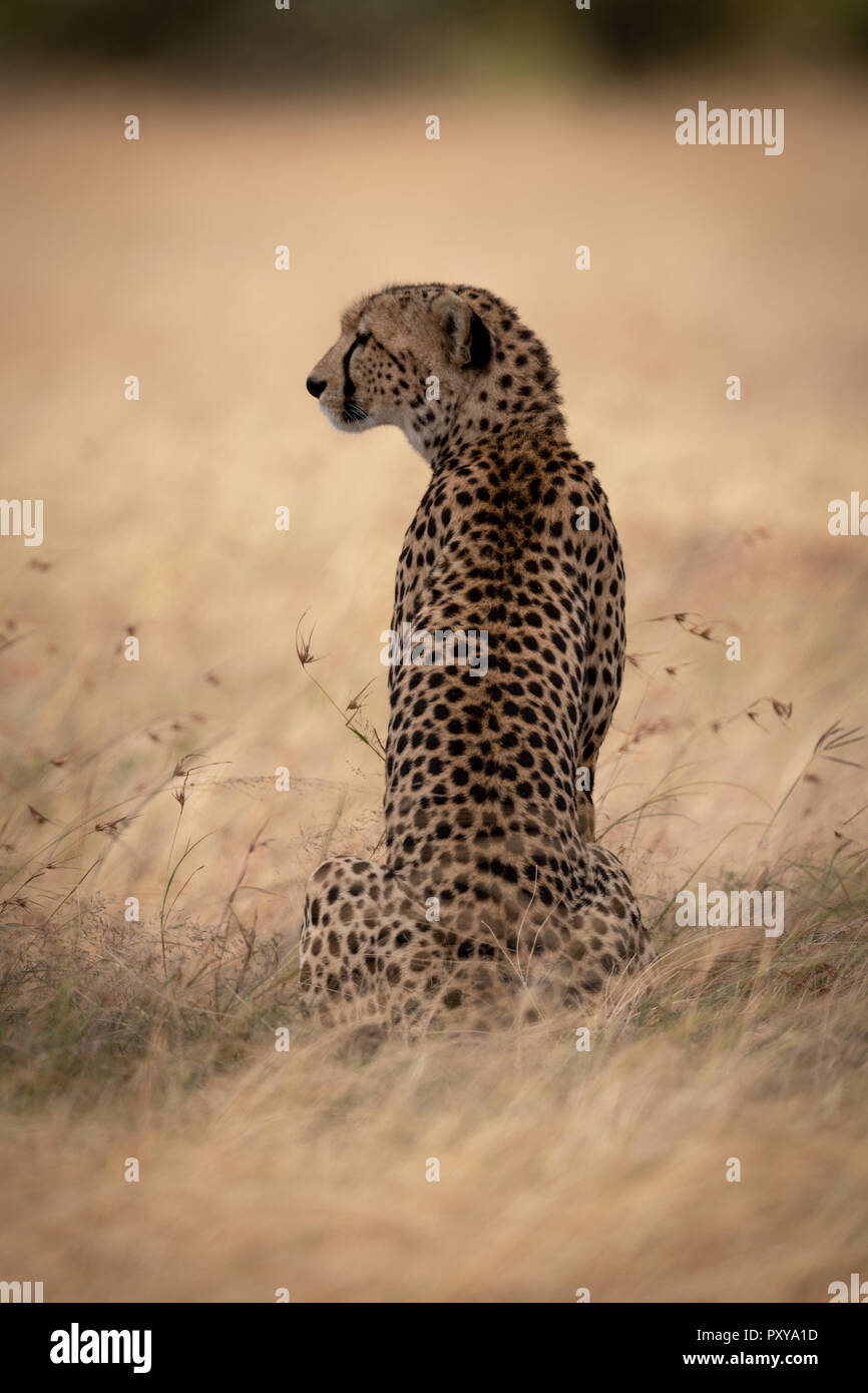 Cheetah sits in long grass facing left Stock Photo - Alamy