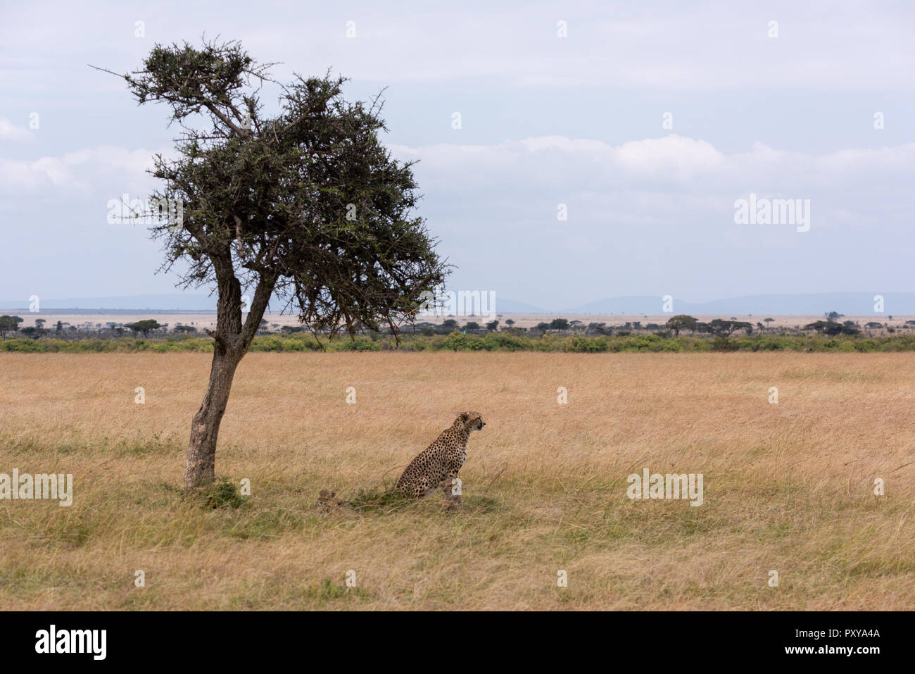 Cheetah sits in shadow of tree staring Stock Photo - Alamy