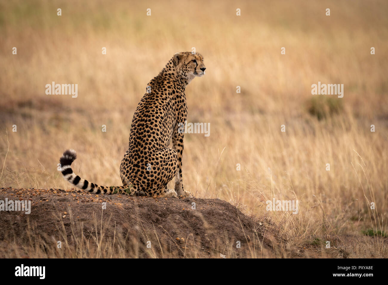 Cheetah sits on earth mound in grass Stock Photo - Alamy