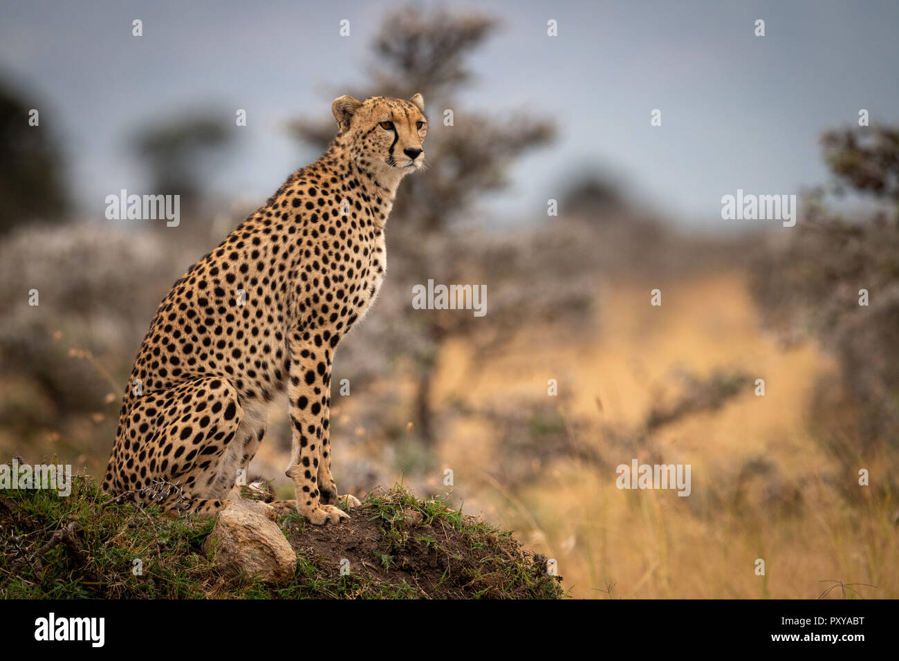 Cheetah sits on grassy mound turning head Stock Photo - Alamy