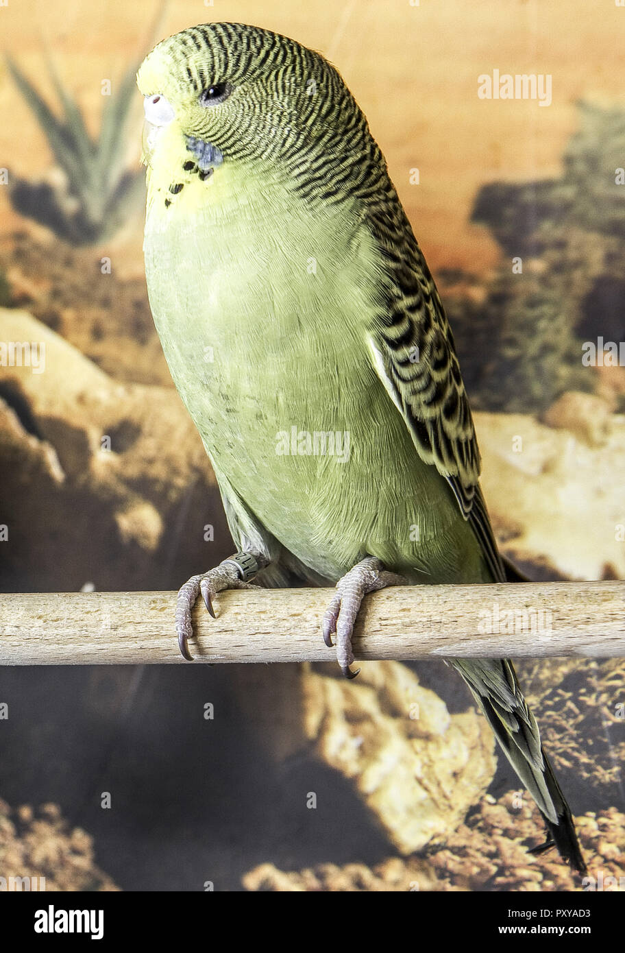 Wellensittich hi-res stock photography and images - Alamy
