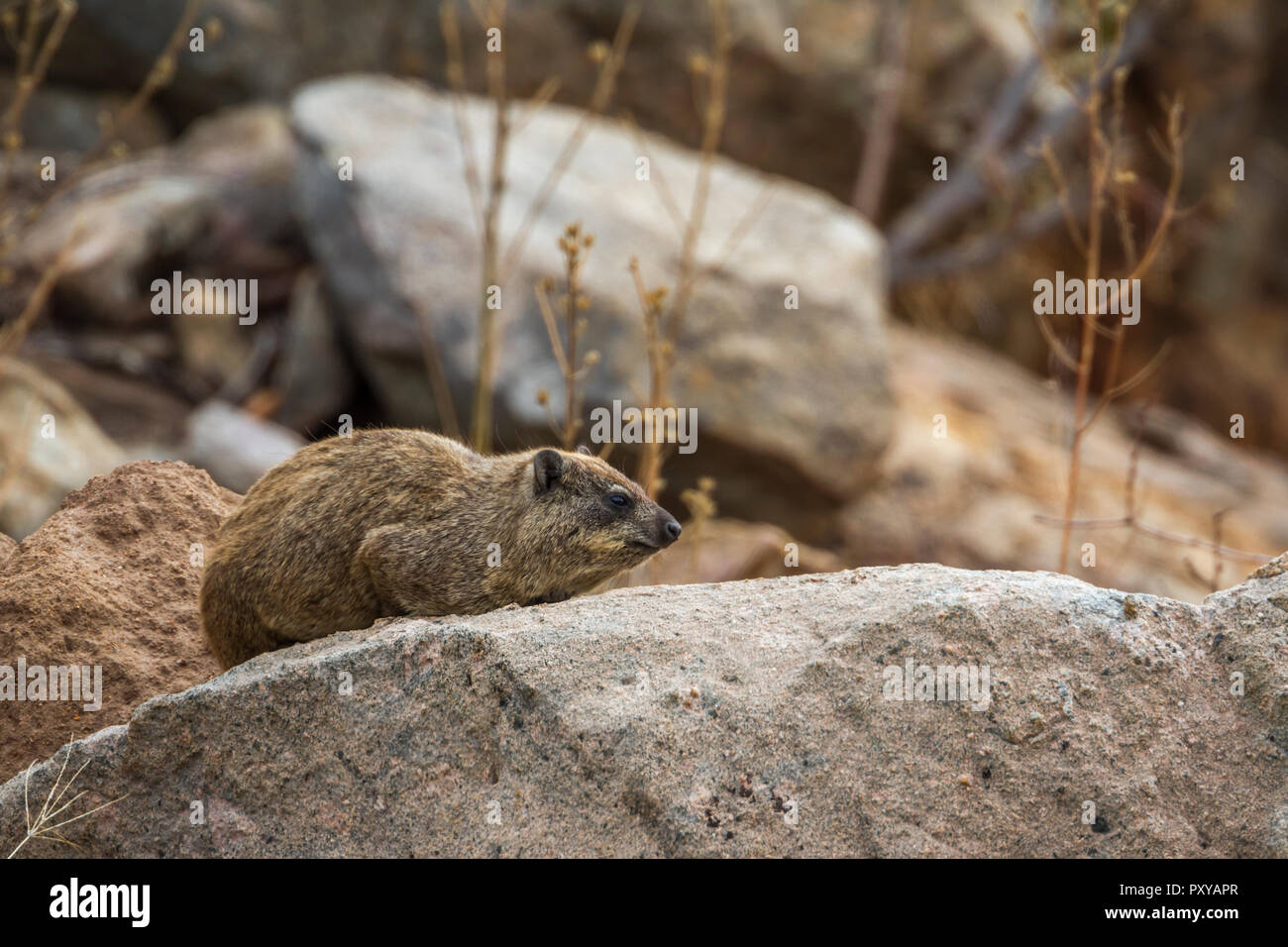 Rock hyrax in Kruger National park, South Africa ; Specie Procavia ...