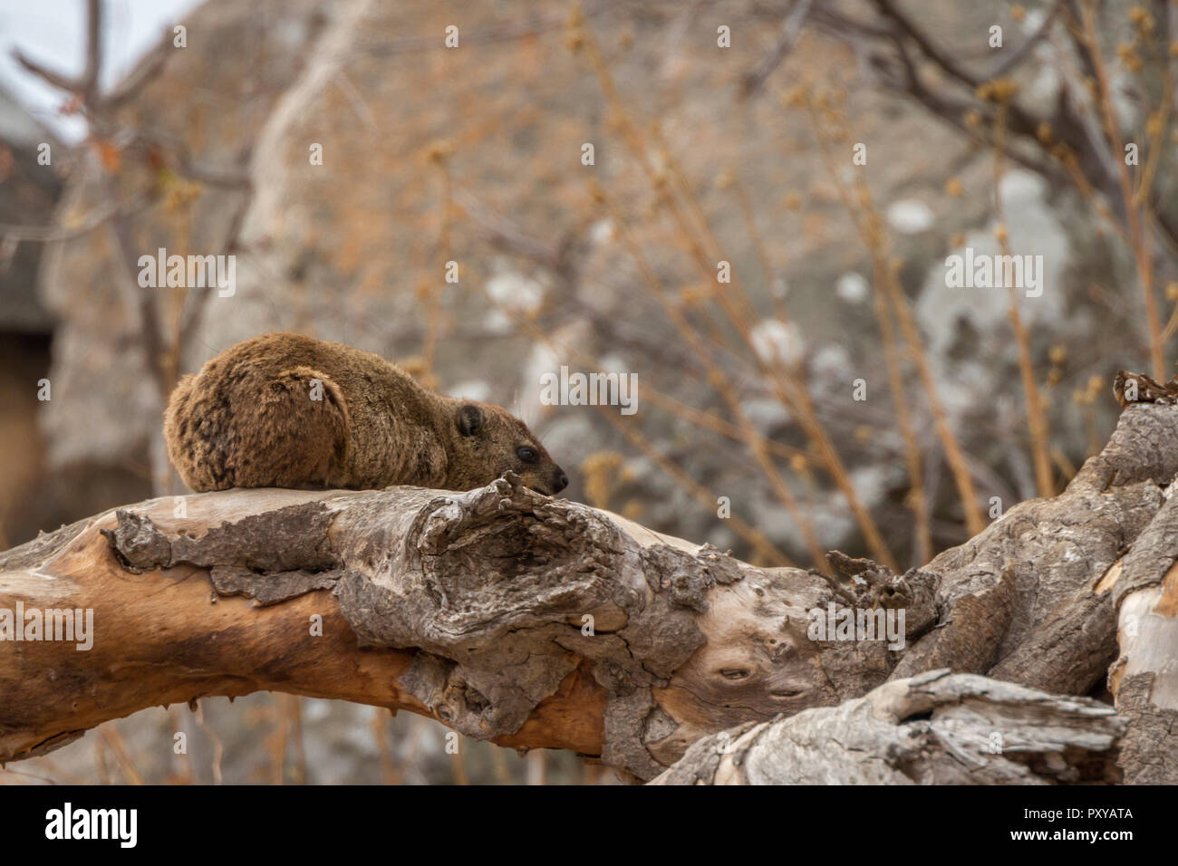 Specie procavia hi-res stock photography and images - Alamy