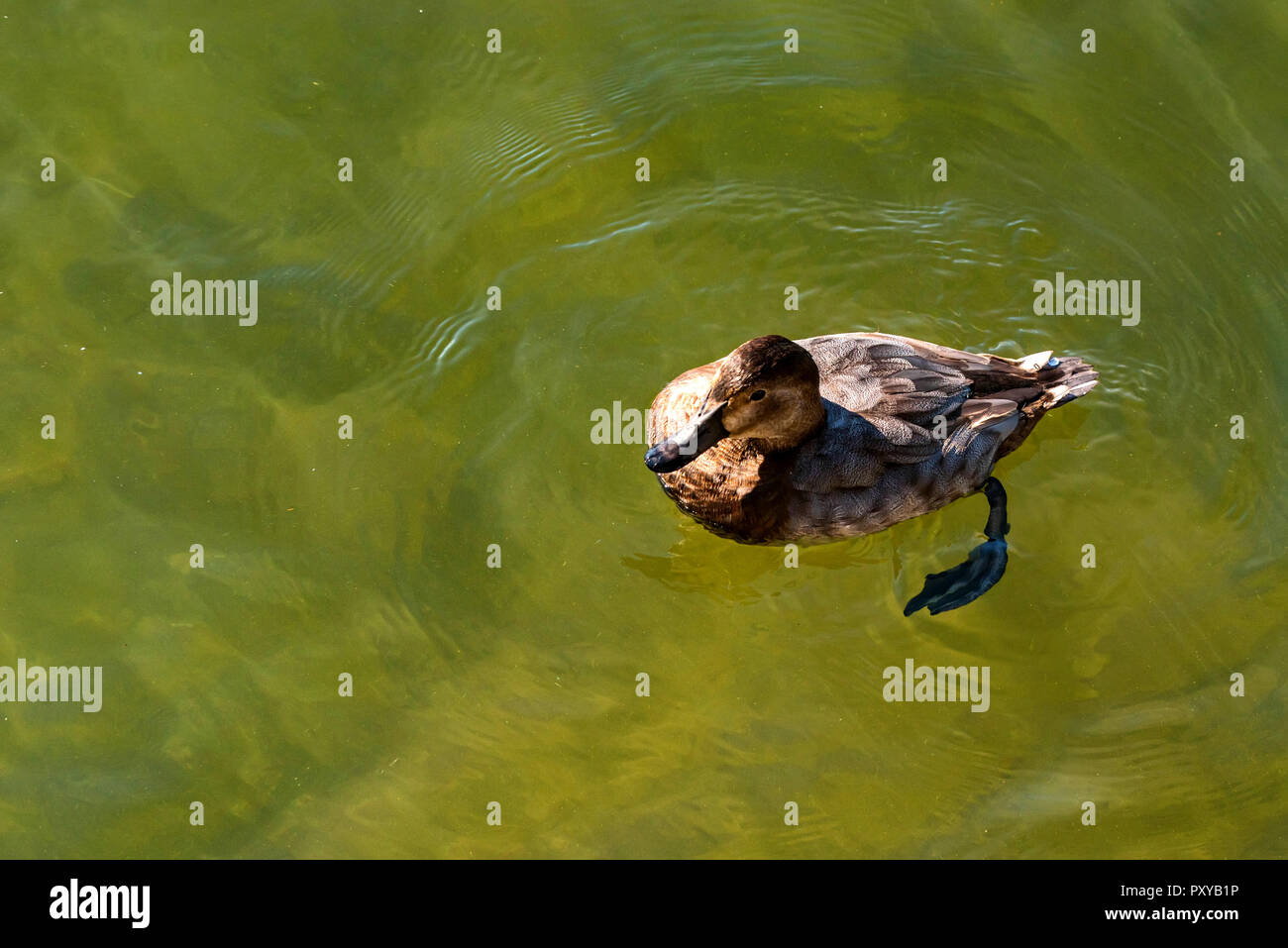 Female Common Pochard or Aythya ferina in water Stock Photo - Alamy