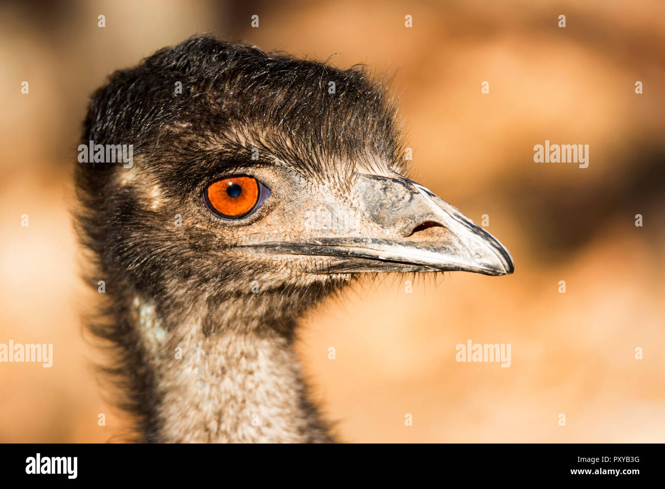Emu wings hi-res stock photography and images - Alamy