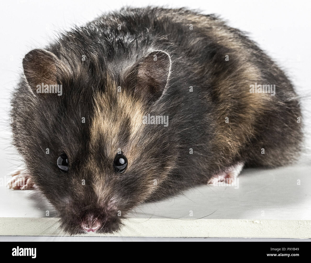 Hamster dark hi-res stock photography and images - Alamy