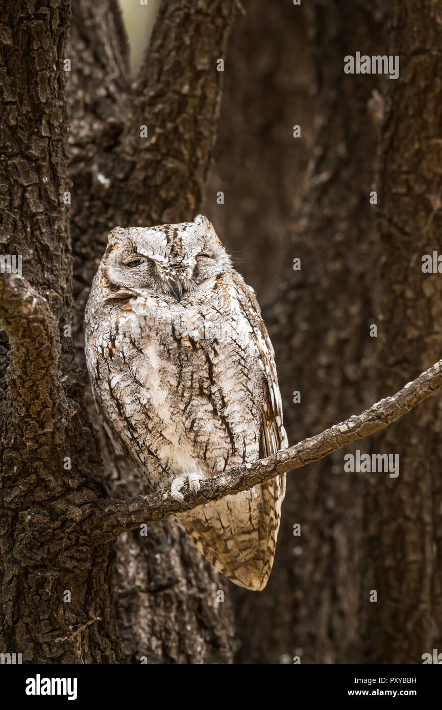 African scops owl hi-res stock photography and images - Alamy