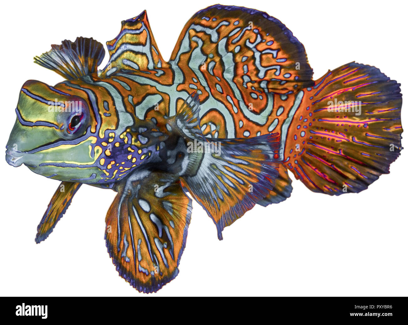 Mandarinfisch, Leierfisch Stock Photo - Alamy