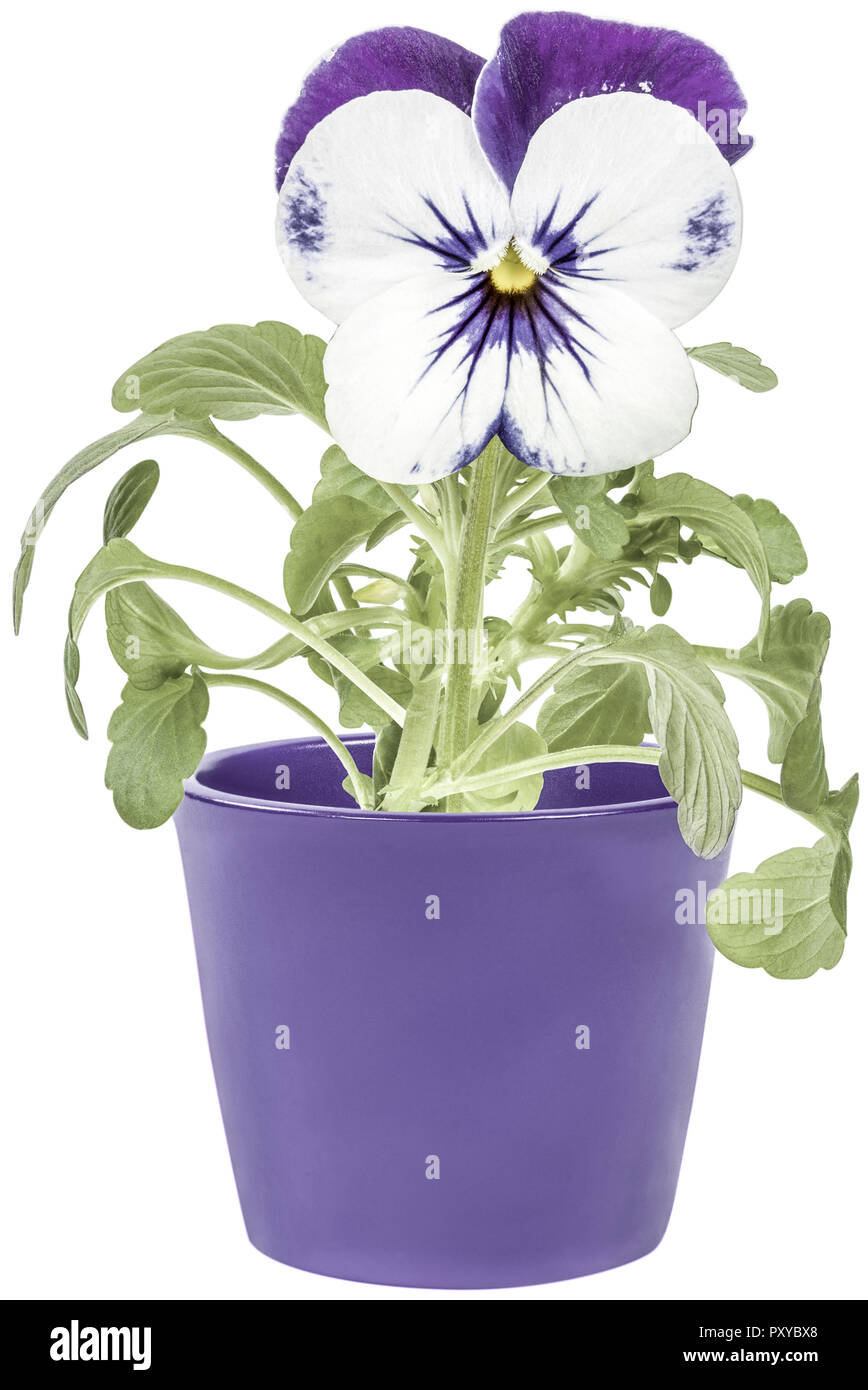 Stiefmuetterchen im Topf Stock Photo - Alamy
