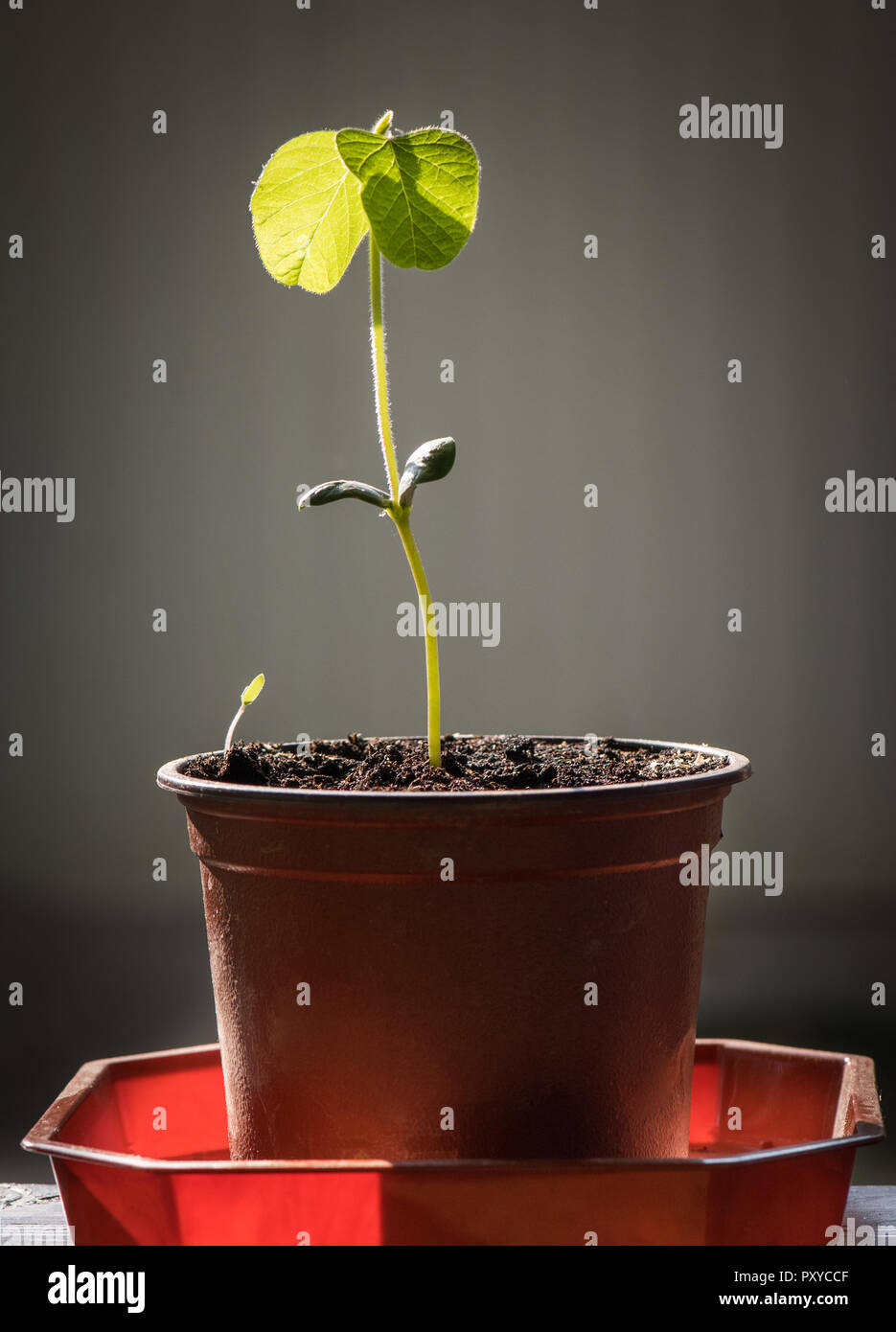 Soybean seedling on a pot Stock Photo - Alamy