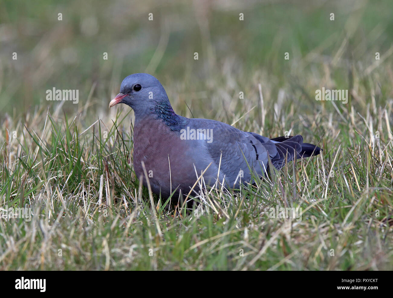 Stock dove (Columba oenas) standing on grass Stock Photo - Alamy