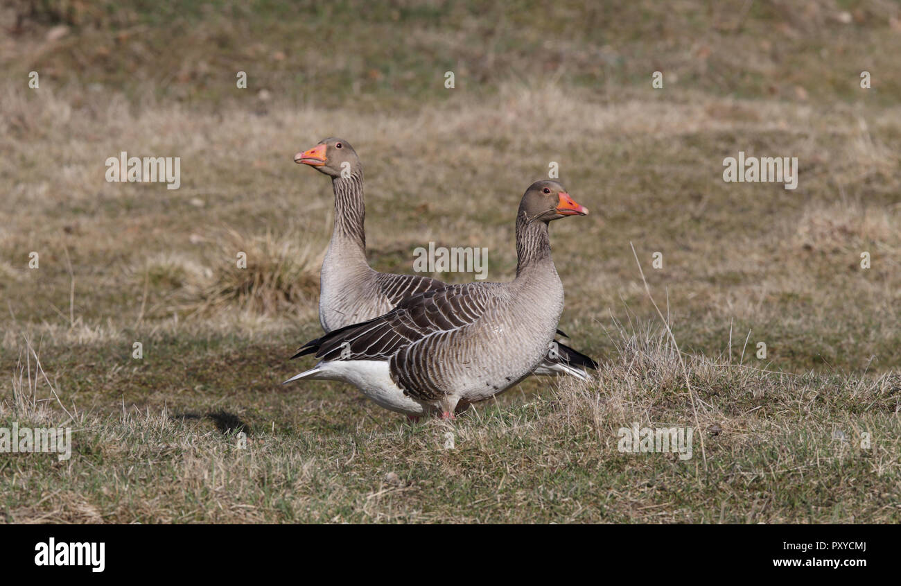 Alert animals hi-res stock photography and images - Alamy