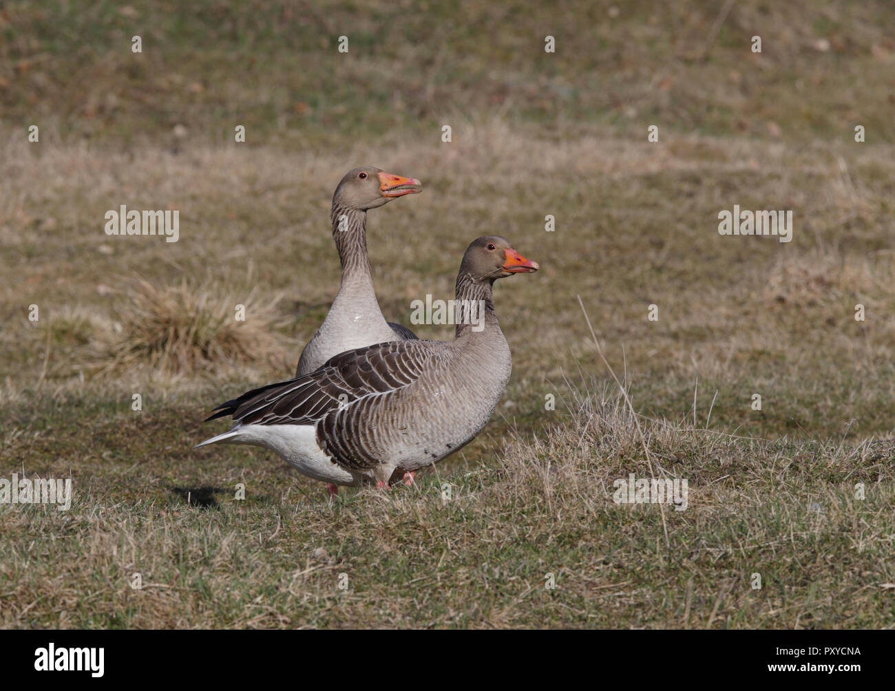 High alert hi-res stock photography and images - Alamy