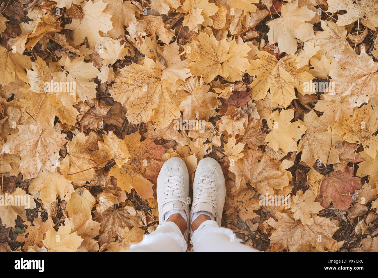 Legs feet in autumn leaves hi-res stock photography and images - Alamy
