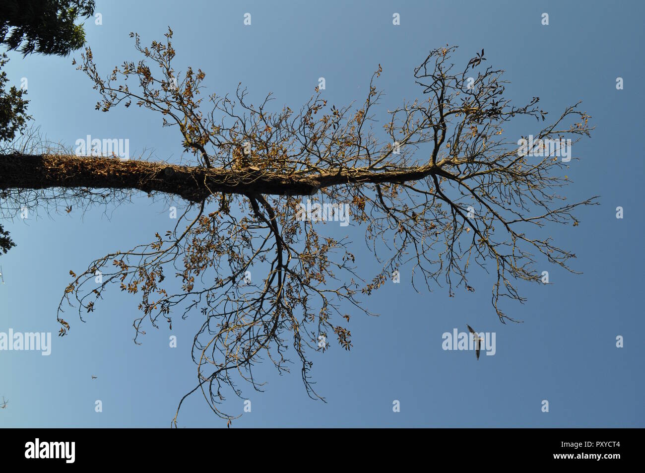 Tall tree in the autumn against a cloudless blue sky. Bird flying away ...