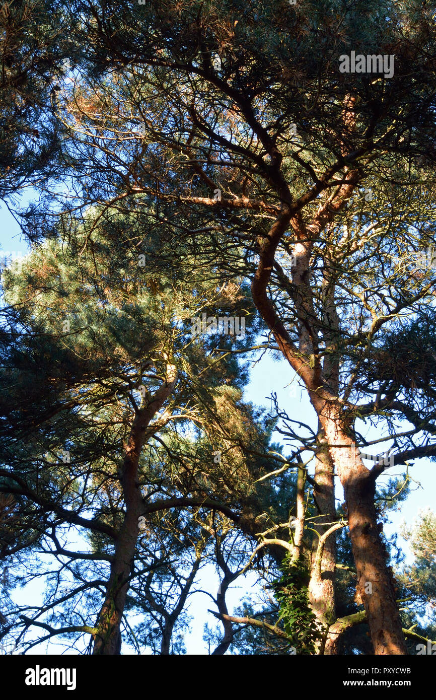 Corsican pine trees hi-res stock photography and images - Alamy