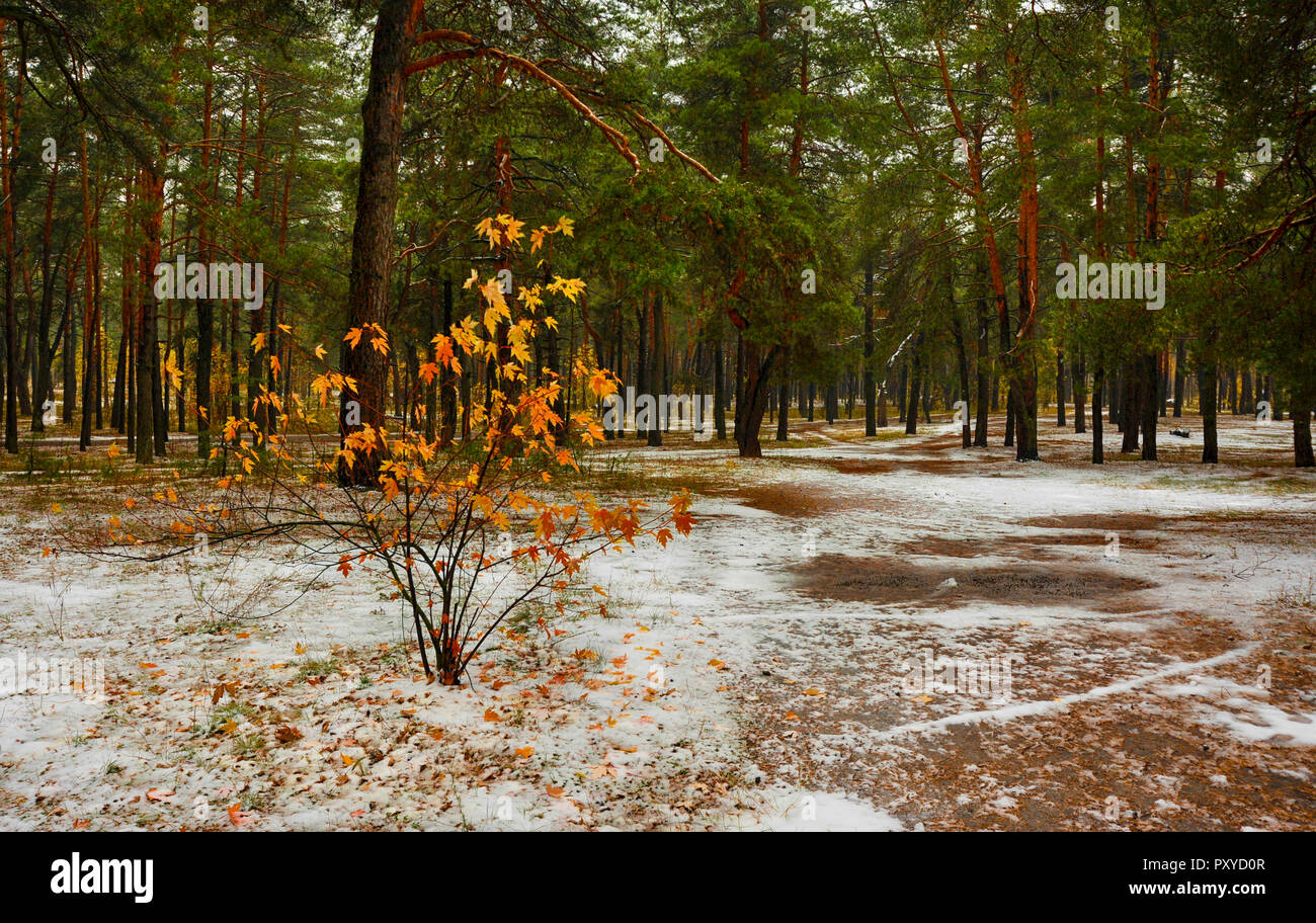 December colors hi-res stock photography and images - Alamy