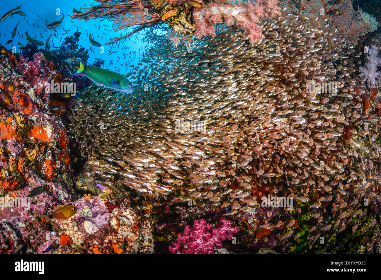 Parrot fish school hi-res stock photography and images - Alamy