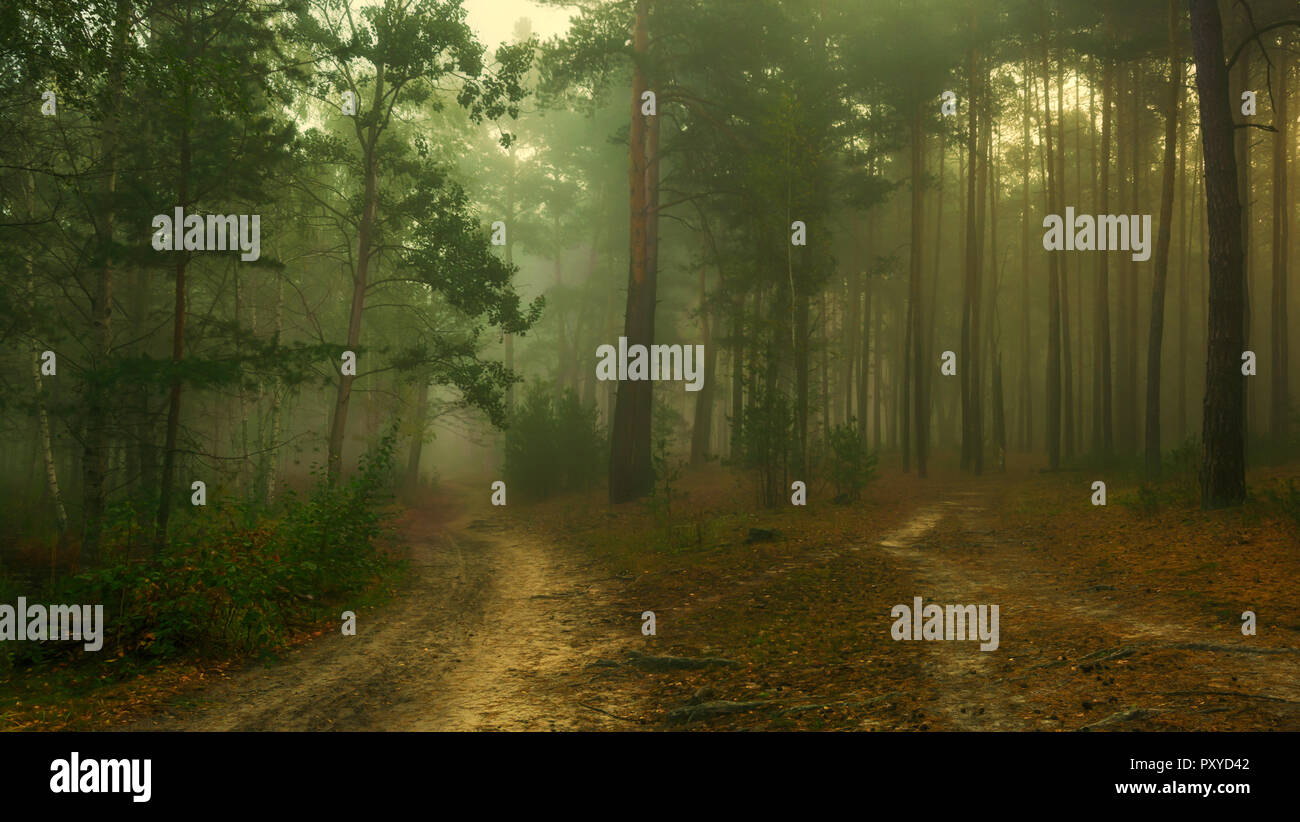 Fogs in forest hi-res stock photography and images - Alamy